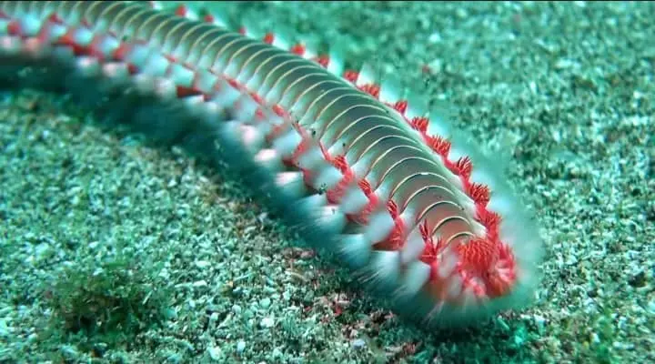 Decomposers Of The Ocean? 06 Important Types Scientifically Explained - Marine Livings