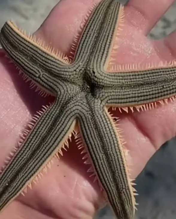 Decomposers Of The Ocean? 06 Important Types Scientifically Explained ...