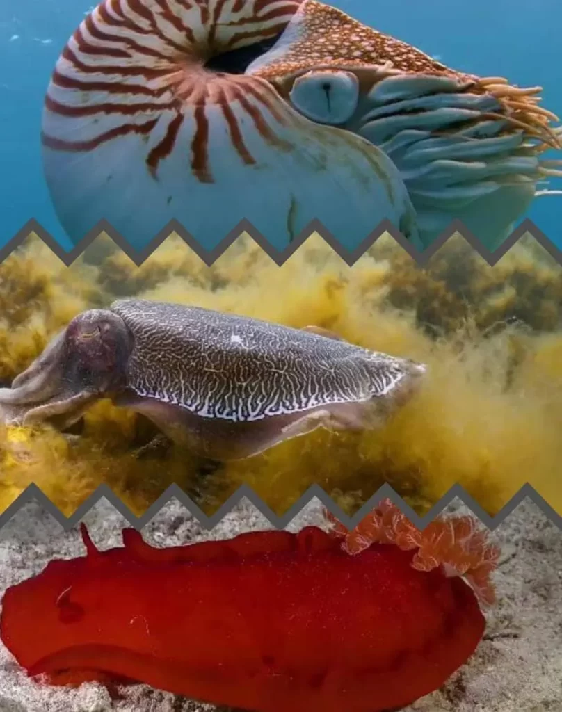 Decomposers Of The Ocean? 06 Important Types Scientifically Explained - Marine Livings