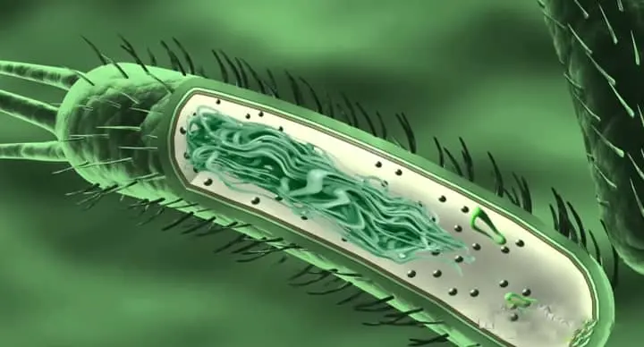 Decomposers Of The Ocean? 06 Important Types Scientifically Explained ...