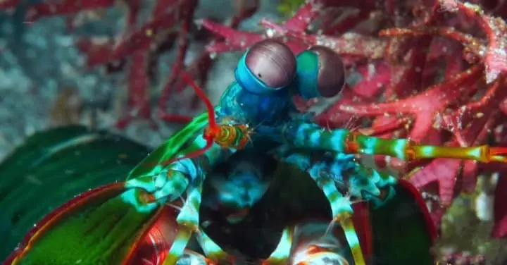 Decomposers Of The Ocean? 06 Important Types Scientifically Explained ...