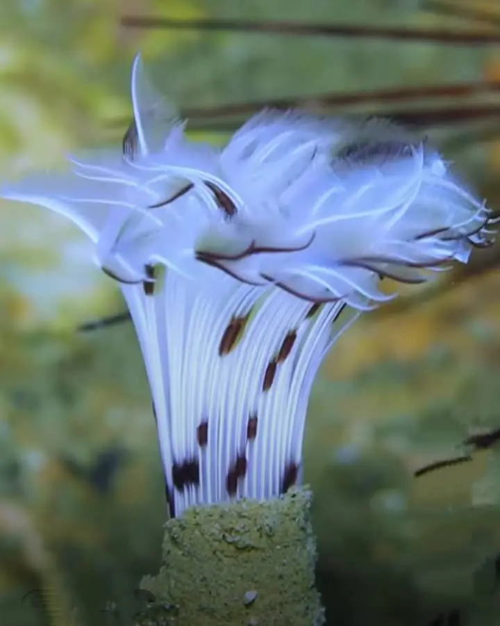 Decomposers Of The Ocean? 06 Important Types Scientifically Explained ...