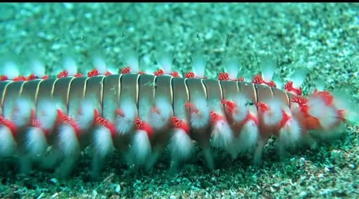 Decomposers Of The Ocean? 06 Important Types Scientifically Explained ...