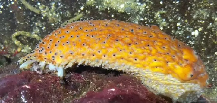 Decomposers Of The Ocean? 06 Important Types Scientifically Explained ...