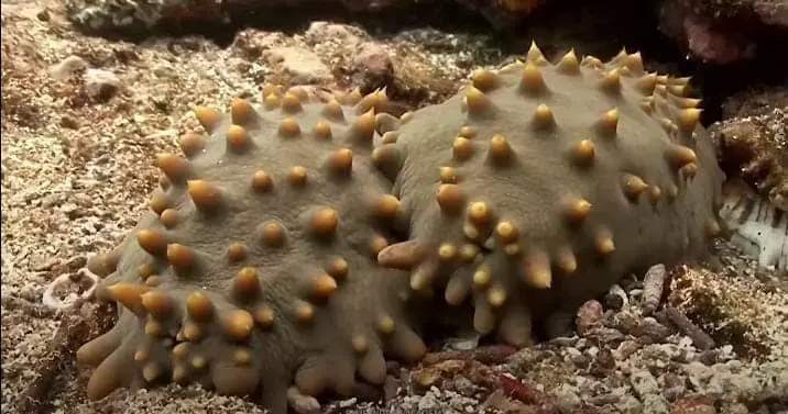 Decomposers Of The Ocean? 06 Important Types Scientifically Explained ...