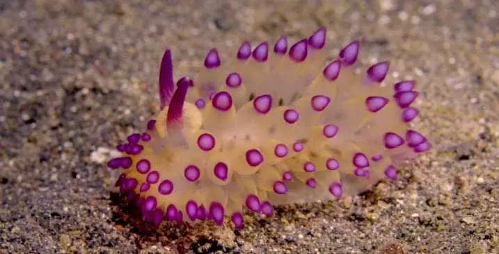 Decomposers Of The Ocean? 06 Important Types Scientifically Explained - Marine Livings