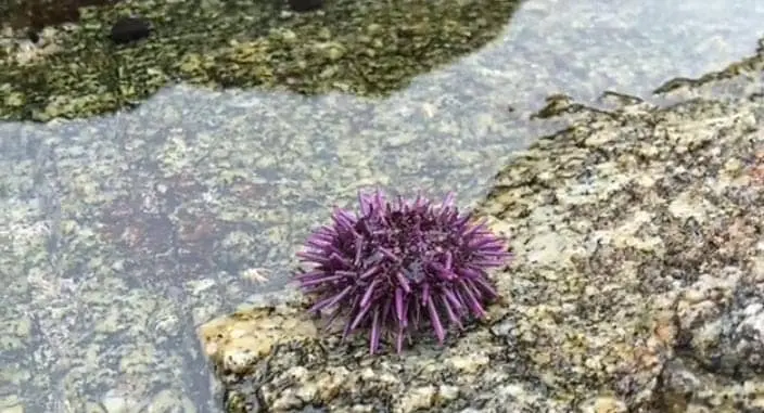 Decomposers Of The Ocean? 06 Important Types Scientifically Explained ...