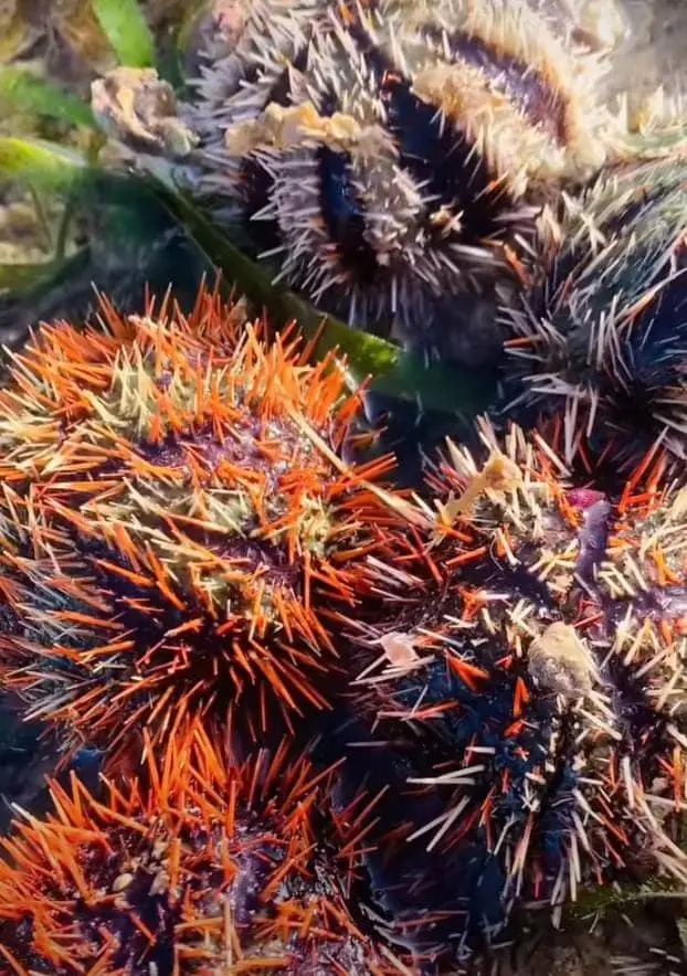 Decomposers Of The Ocean? 06 Important Types Scientifically Explained - Marine Livings