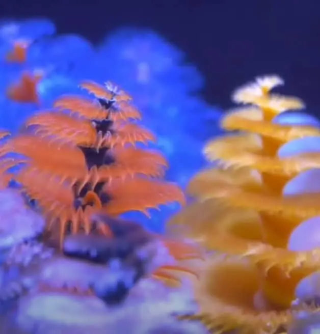 Decomposers Of The Ocean? 06 Important Types Scientifically Explained ...