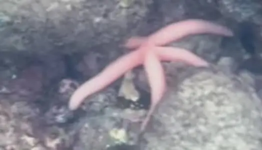 Top 8 Starfish Species Identification In Florida - Marine Livings