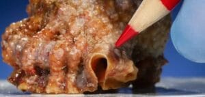 The Ultimate Seashell Identification Guide: Easy Tips For New ...