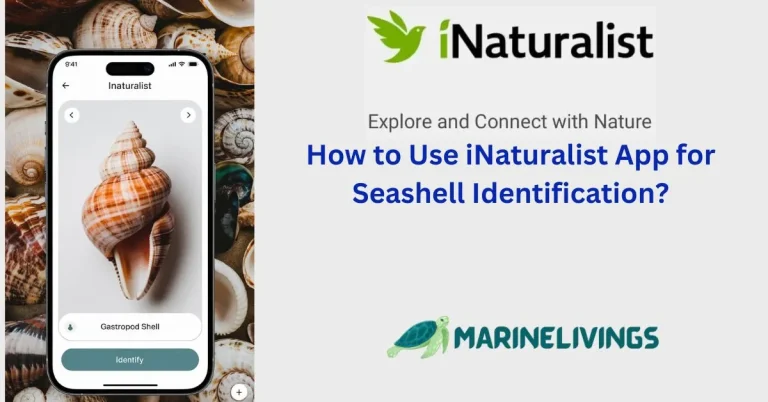 A Complete Guide To Shell Identification [18 Kinds Of Seashells ...