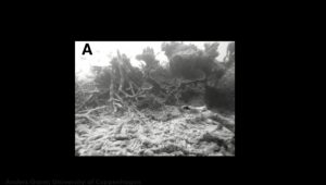 Do Starfish Have Eyes? 5 Mind-Blowing Facts For Ocean Lovers - Marine ...